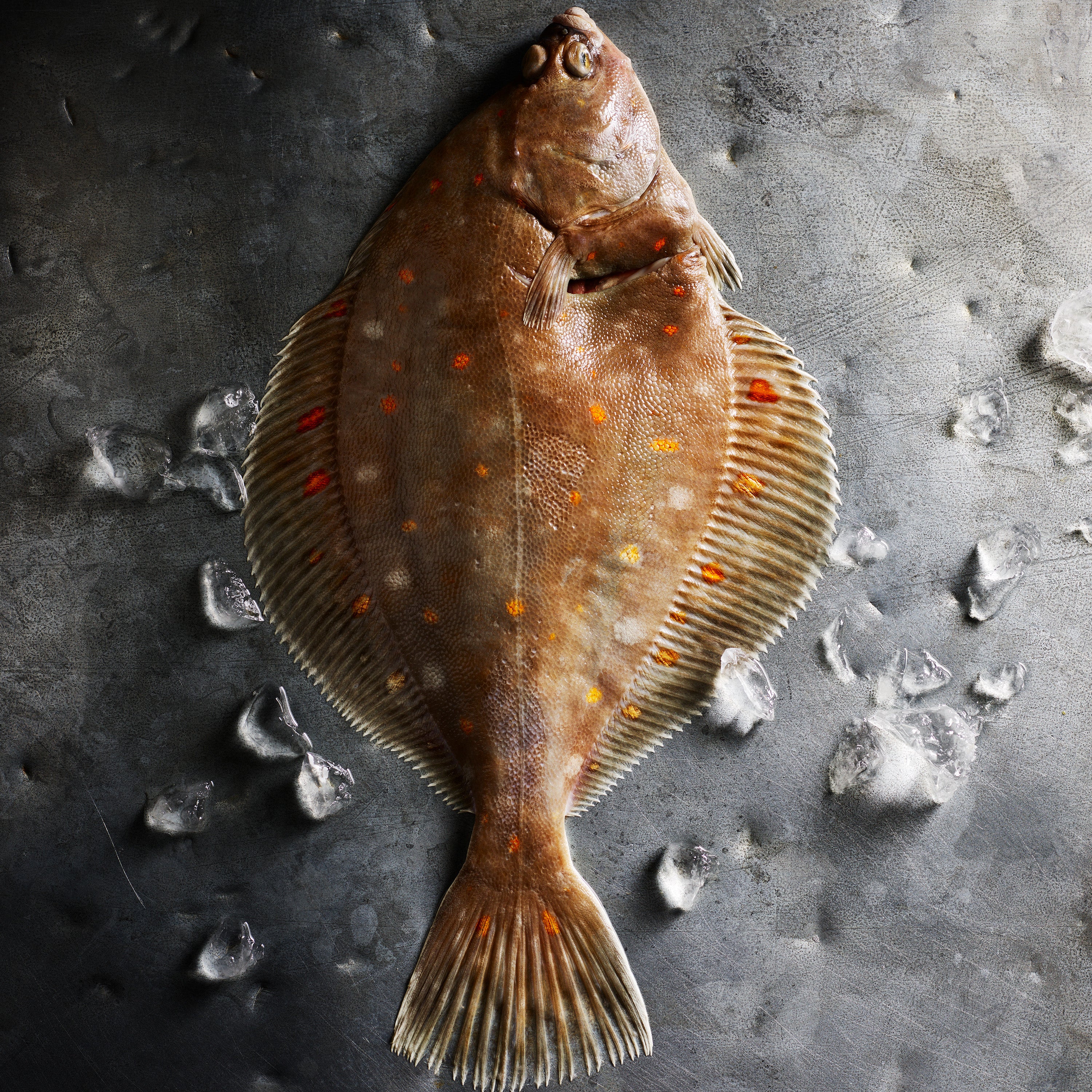 Plaice | Rick Stein